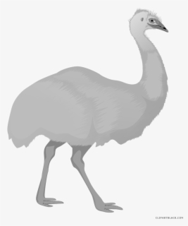 Transparent Ostrich Cliparts - Emu Cartoon Png , Free Transparent ...