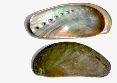 Clip Art Shell Fossil Identification Treasure - Abalone Bivalve , Free ...