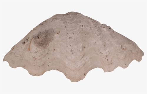 Clam Shell Transparent Background , Free Transparent Clipart - ClipartKey