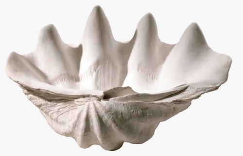 Transparent Clam Shell Png - Illustration , Free Transparent Clipart ...