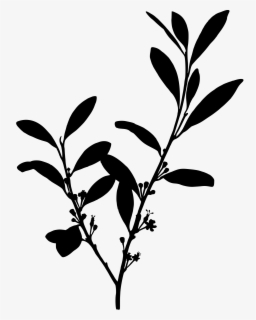 Coca Plant - Plant Clip Art , Free Transparent Clipart - ClipartKey