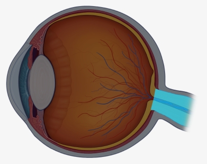 Download Transparent Pupil Png - Transparent Background Eye Anatomy Png ...
