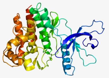 Venus Fluorescent Protein Structure , Free Transparent Clipart - ClipartKey