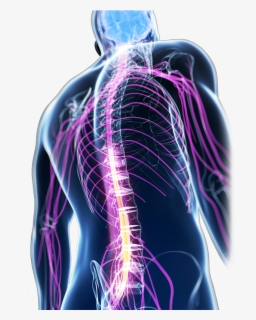 Pathmaker Neurosystems , Free Transparent Clipart - ClipartKey