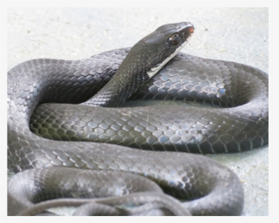 Clip Art Black Racer Snakes - Snake Transparent Background , Free ...