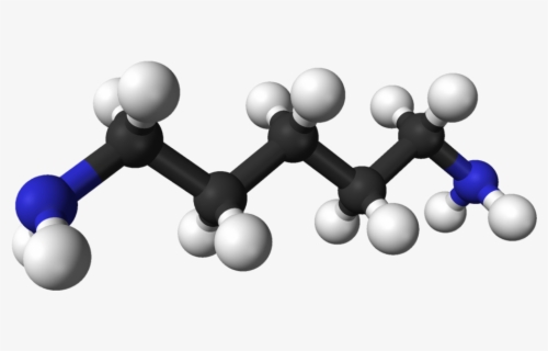 Cyclohexane Ball And Stick Model , Free Transparent Clipart - ClipartKey