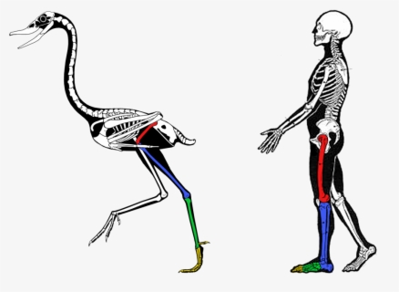 Download Flamingo Leg Anatomy - Evidence Comparative Anatomy Evolution ...