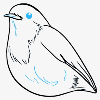 How To Draw Robin - Easy Robin Bird Drawing , Free Transparent Clipart ...