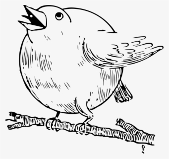 Bird Clipart - Fat Bird Cartoon Png , Free Transparent Clipart - ClipartKey