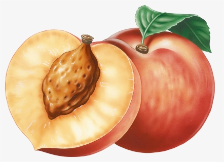 Peach Transparent Background , Free Transparent Clipart - ClipartKey