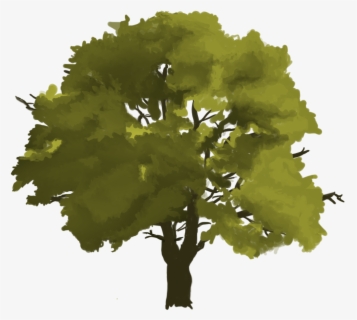 Plane-tree Family , Free Transparent Clipart - ClipartKey