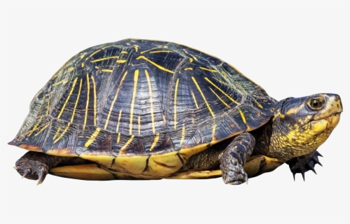 Mario Turtle Shell Clipart No Background , Free Transparent Clipart ...