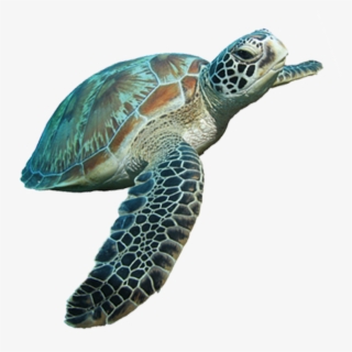 Mario Turtle Shell Clipart No Background , Free Transparent Clipart ...