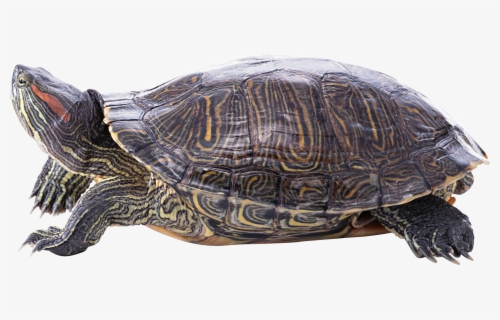 Mario Turtle Shell Clipart No Background , Free Transparent Clipart ...