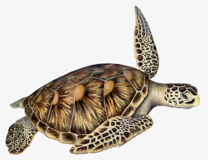 Simple Turtle Shell Pattern , Free Transparent Clipart - ClipartKey