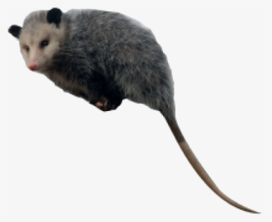 #opossum #possum #animal #creature #critter #rodent - Opossum ...