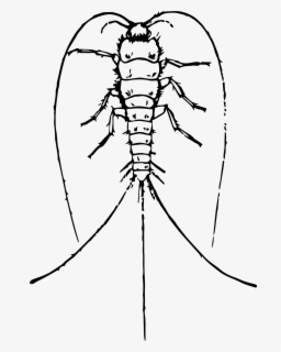 Clipart - Silverfish Image For Drawing , Free Transparent Clipart ...