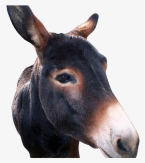 Clip Art Donkeys Photo - Donkey Head , Free Transparent Clipart ...
