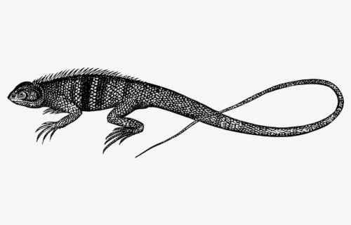 Free Lizard Clip Art with No Background - ClipartKey
