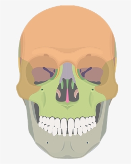 Anterior Skull Bones - Anterior View Of Skull Not Labeled , Free ...