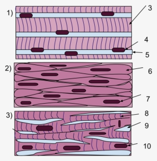 Muscle Tissue Png - Skeletal Muscle Png , Free Transparent Clipart ...
