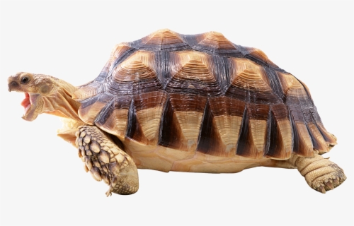 Fast Clipart Turtle - Dash The Turtle , Free Transparent Clipart ...
