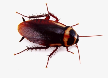 Cockroach Png Transparent Background - Dead Roach Png , Free ...