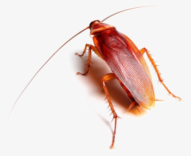 Cockroach Png Transparent Background - Dead Roach Png , Free ...