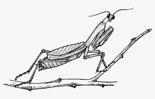 Praying Mantis Stencil , Free Transparent Clipart - ClipartKey