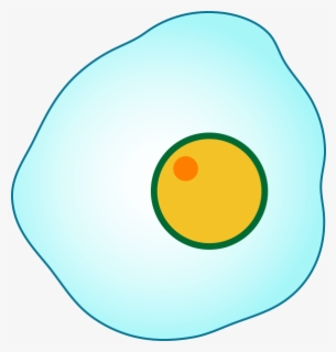 Nucleus Structure , Free Transparent Clipart - ClipartKey