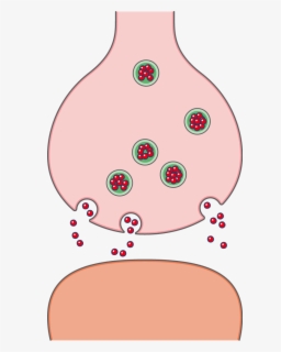 Chemical Synapse - Unlabeled Neuron Synapse Diagram , Free Transparent ...