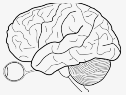 Brain Clipart Transparent Png - Diagram Blank Brain , Free Transparent ...