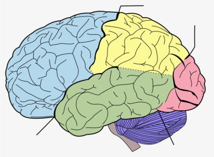 Blank Brain Diagram - Lobes Of The Brain No Labels , Free Transparent ...