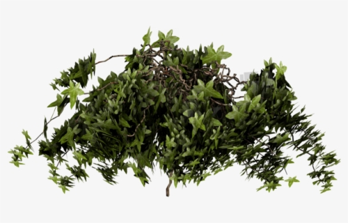 Transparent Ivy Clipart - Transparent Background Plant Circle Png ...