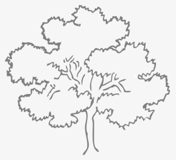 Transparent Big Tree Png - Outline Pictures Of Tree , Free Transparent ...