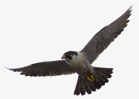 Falcon Line Drawing At Getdrawings Falcon Flying Clipart- - Easy ...