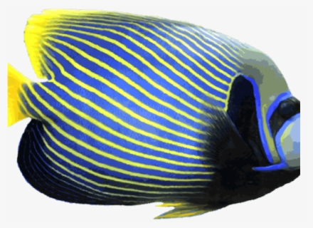 Angelfish Transparent Png - Transparent Background Reef Fish Png , Free ...