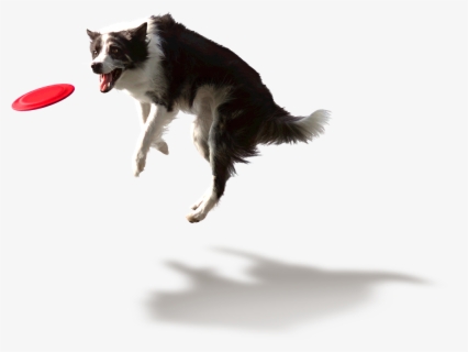 Dog Jumping Png , Free Transparent Clipart - ClipartKey