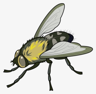 House Fly - House Fly Clip Art , Free Transparent Clipart - ClipartKey
