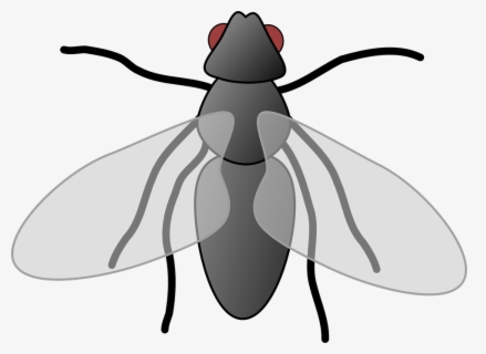 Free Fly Clip Art with No Background - ClipartKey