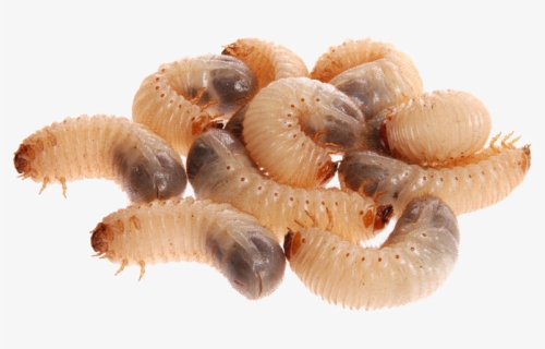 Free Maggots Clip Art with No Background - ClipartKey