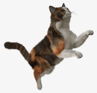 Png Image, Free Download Picture, Kitten - Falling Cat Png , Free ...