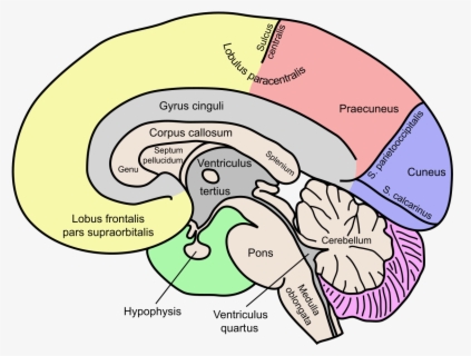 Labeled Brain Corpus Callosum , Free Transparent Clipart - ClipartKey
