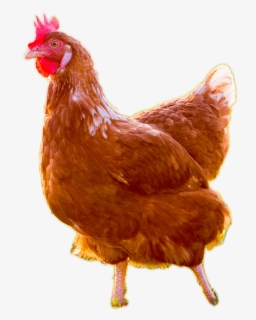 Live Chicken Png - Suguna Chicken , Free Transparent Clipart - ClipartKey