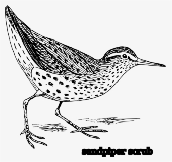 Sandpiper Clip Art , Free Transparent Clipart - ClipartKey