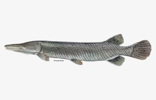 Illustration Of An Alligator Gar Fish - Alligator Gar Fish , Free ...