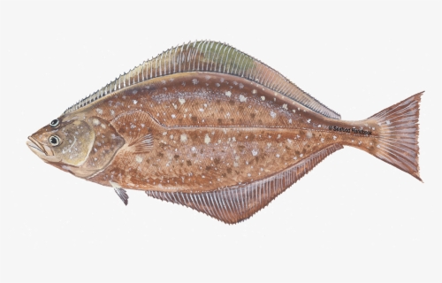 Halibut Transparent Background - Halibut Png , Free Transparent Clipart ...