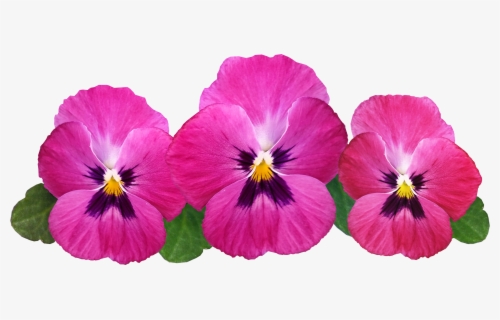 Pansies Png Image - Pansies Png , Free Transparent Clipart - ClipartKey