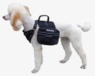 Service Dog Png - Service Dog Graduation , Free Transparent Clipart ...