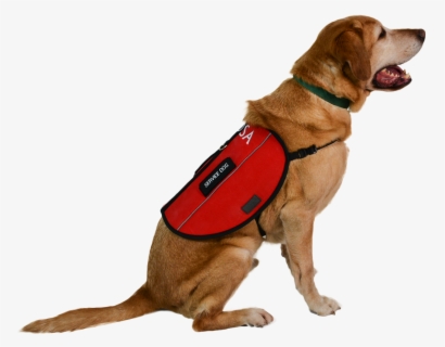 Service Dog Png - Service Dog Graduation , Free Transparent Clipart ...